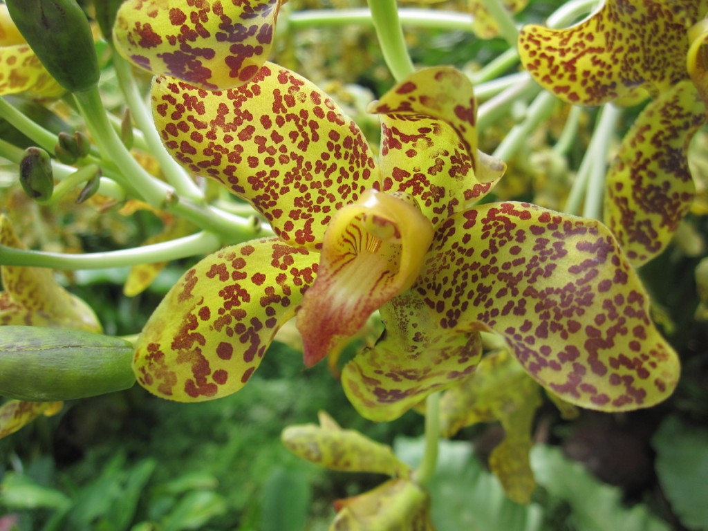 Tiger Orchid - Travel Snippets