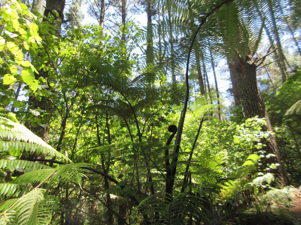 Spot the ‘koru’ | Travel Snippets