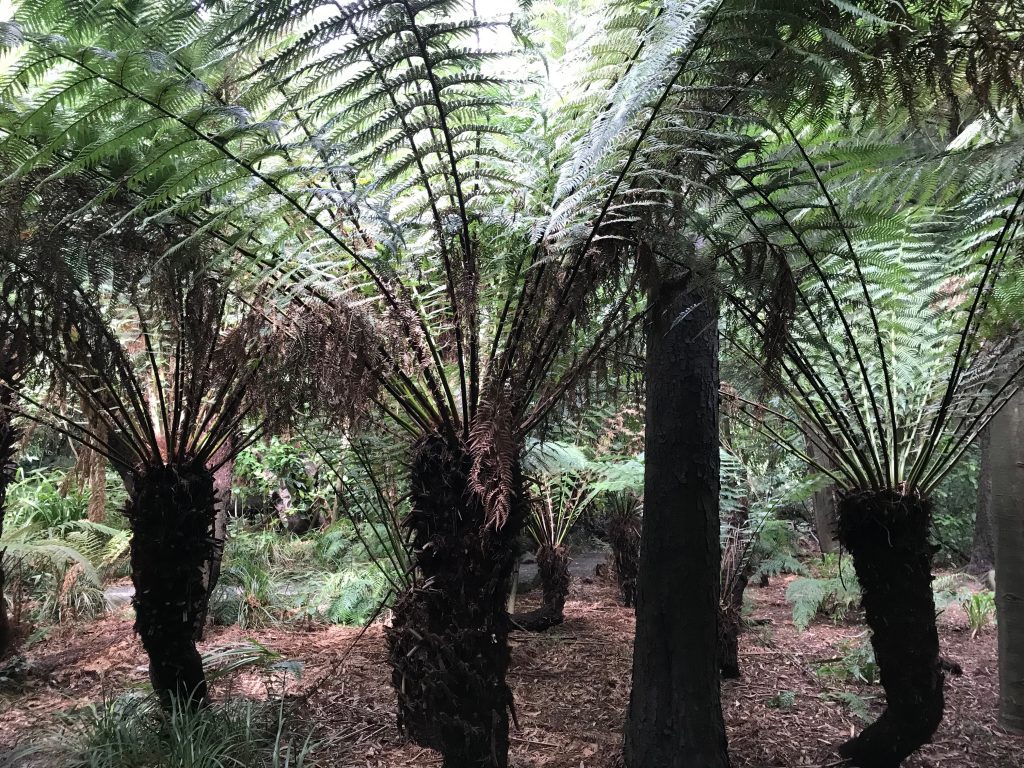 Silver Ferns in the Botanical Garden - Travel Snippets